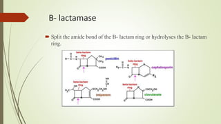 Beta lactamases.pptx for educational purposes | PPTX