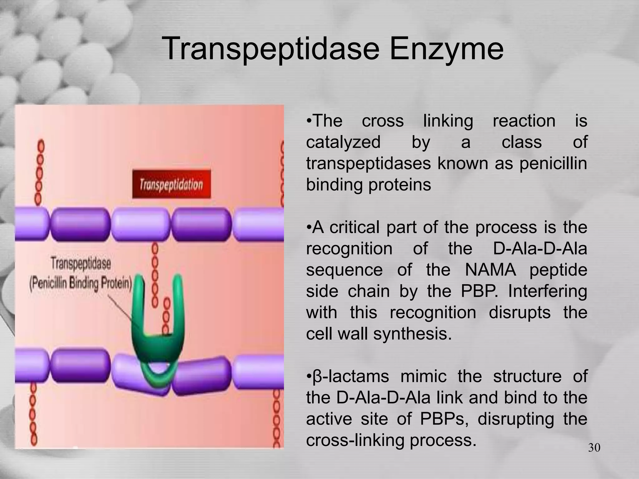 Beta Lactam Antibiotics Ppt