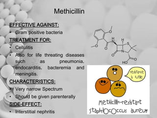 Beta lactam Antibiotics | PPTX