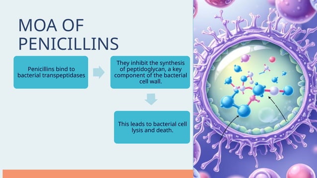 PENICILLIN- A CLASS OF BETA LACTUM ANTIOBIOTICS | PPT