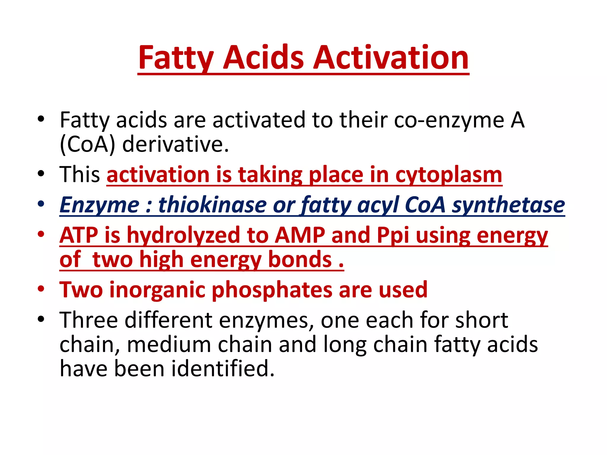 Beta Oxidation of Fatty Acids | PPTX