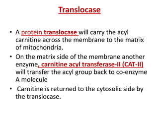Beta Oxidation of Fatty Acids | PPTX