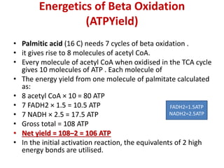 Beta Oxidation of Fatty Acids | PPTX