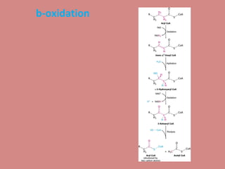 Beta oxidation | PPT
