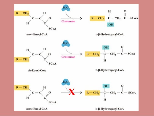 Beta oxidation