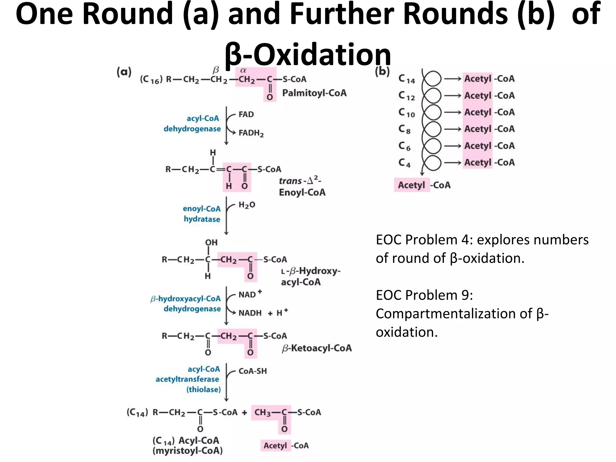 Beta oxidation | PPT