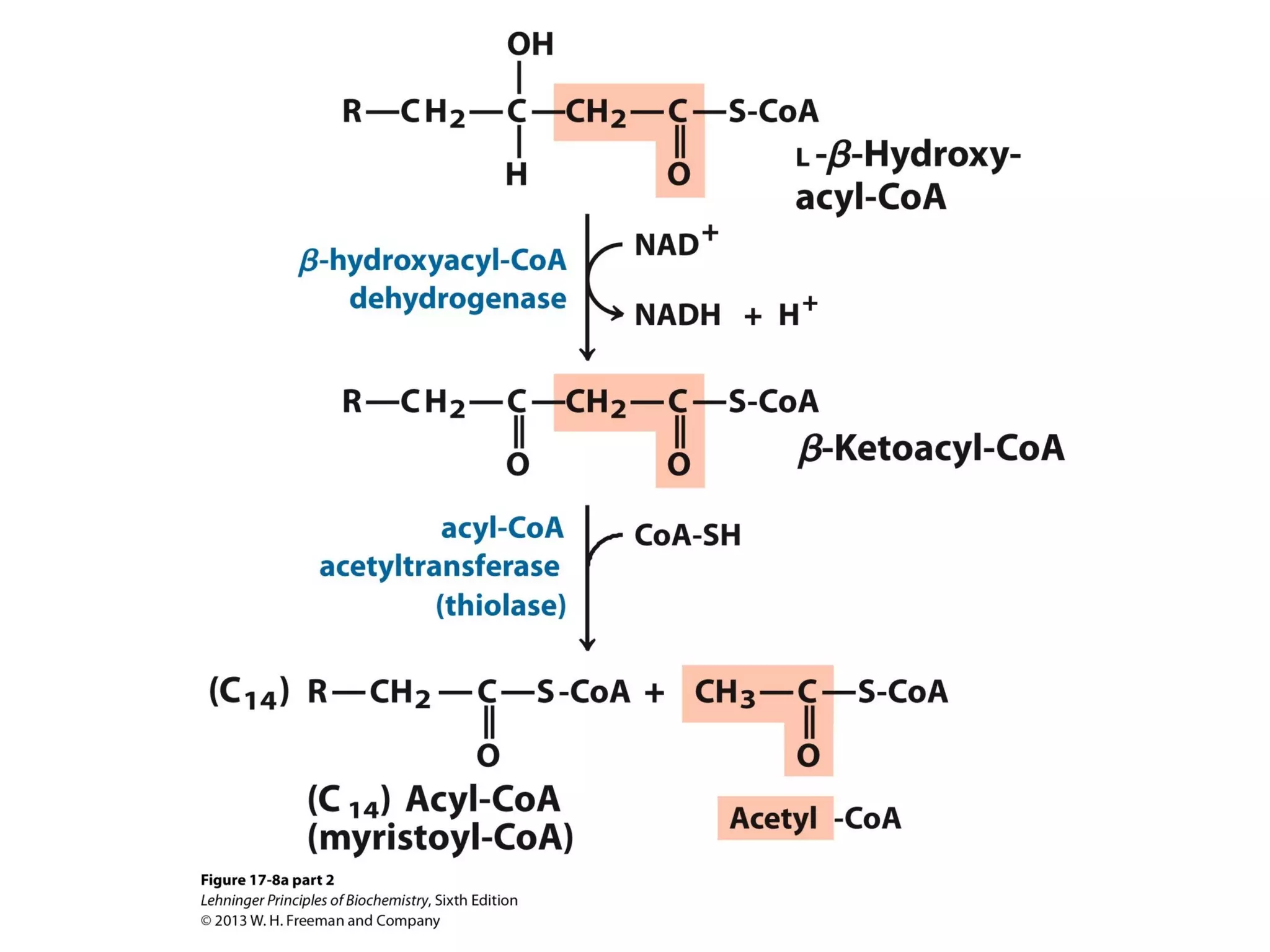 Beta oxidation | PPT