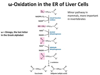 Beta oxidation | PPT