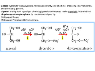 Beta oxidation | PPT