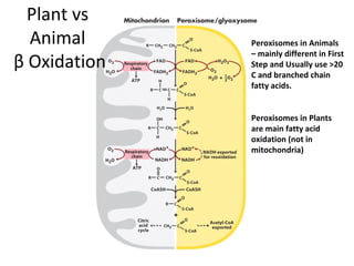 Beta oxidation | PPT