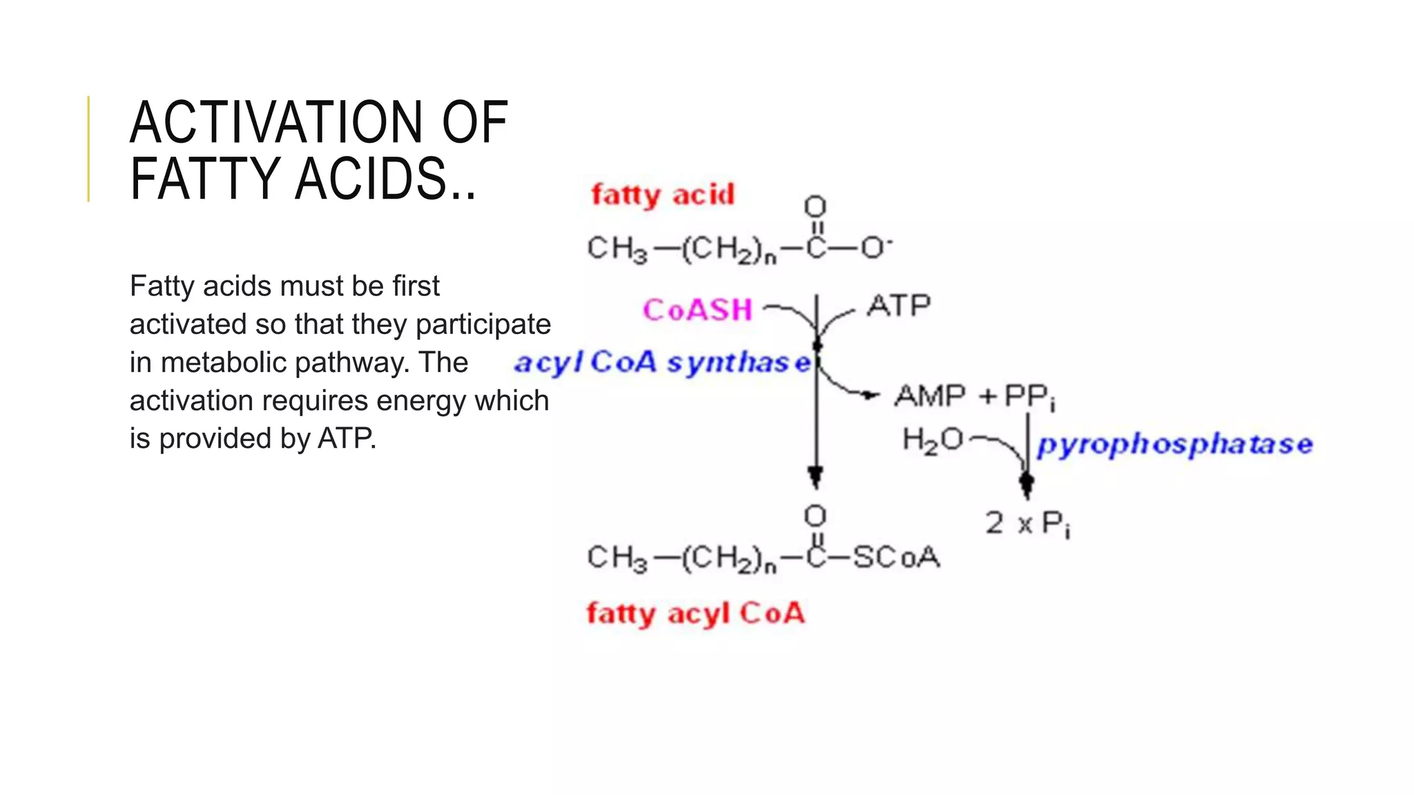 Beta oxidation | PPTX | Chemistry | Science