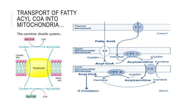 Beta oxidation | PPT