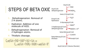 Beta oxidation | PPTX | Chemistry | Science