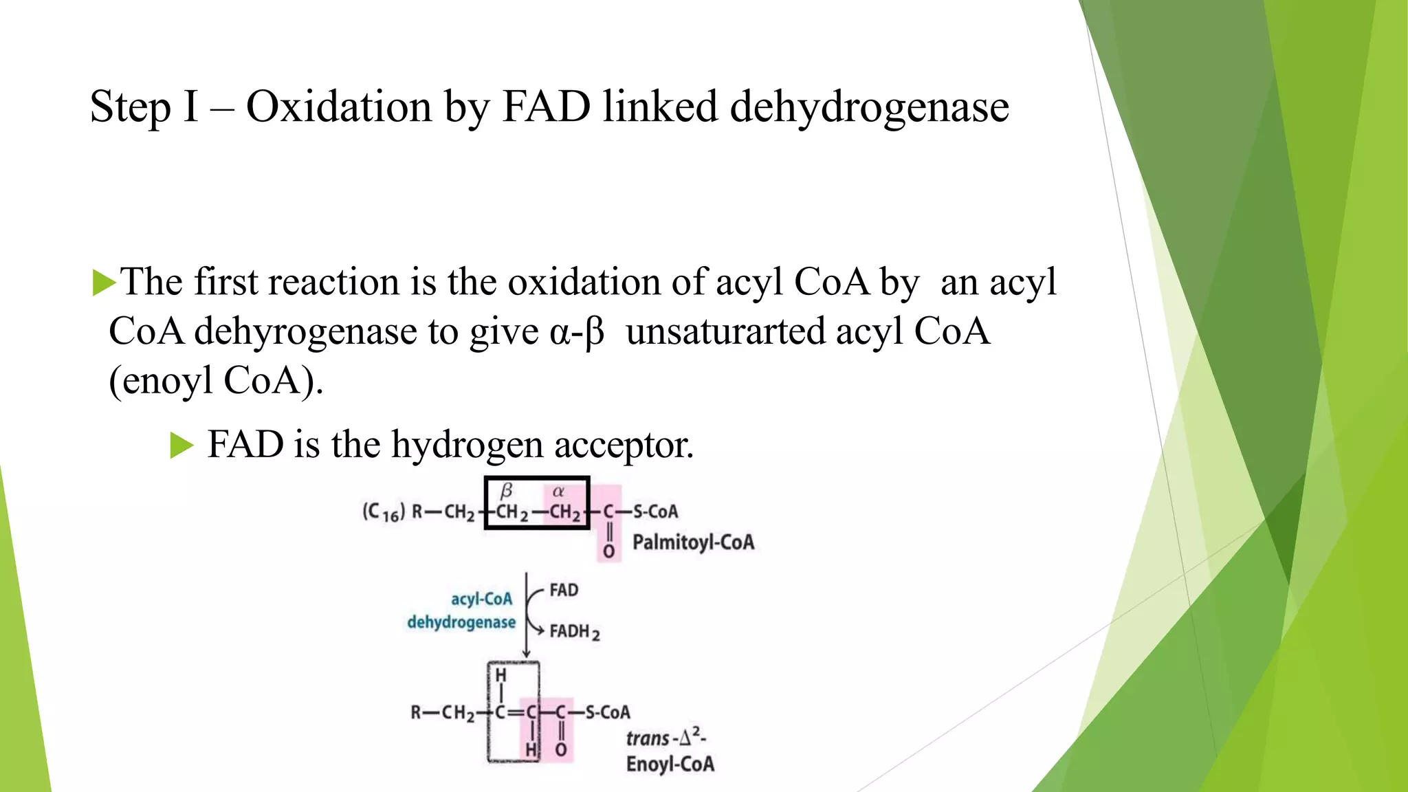 Beta oxidation OF Fatty Acids | PPTX