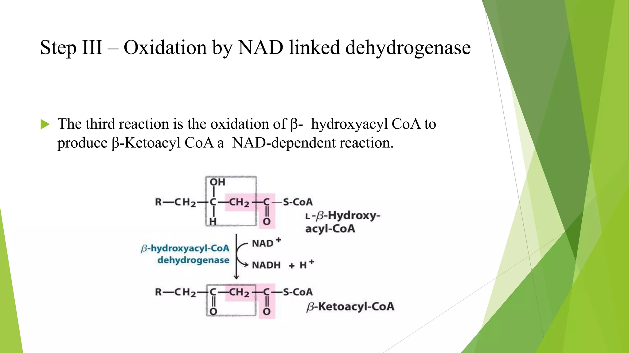 Beta oxidation OF Fatty Acids | PPTX