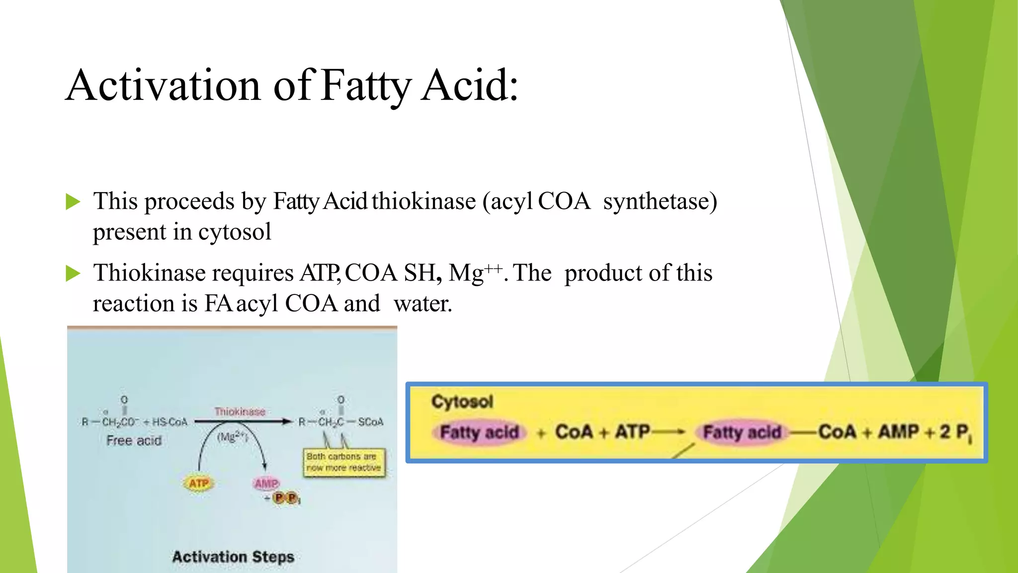 Beta oxidation OF Fatty Acids | PPTX