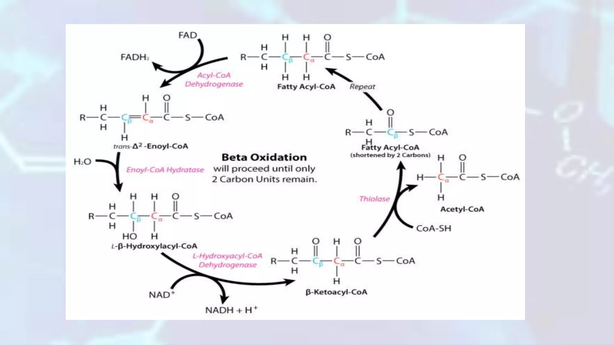 Beta oxidation.pptx