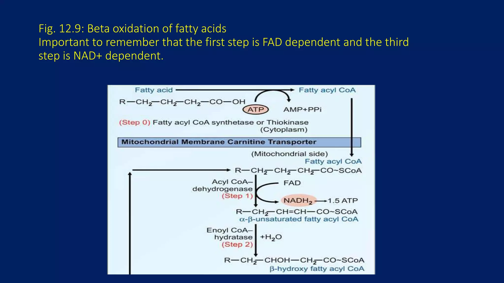 beta oxidation.pptx | Chemistry | Science