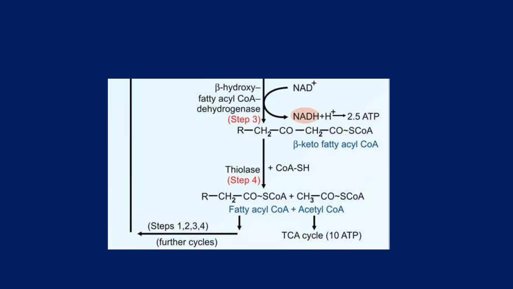 beta oxidation.pptx | Chemistry | Science