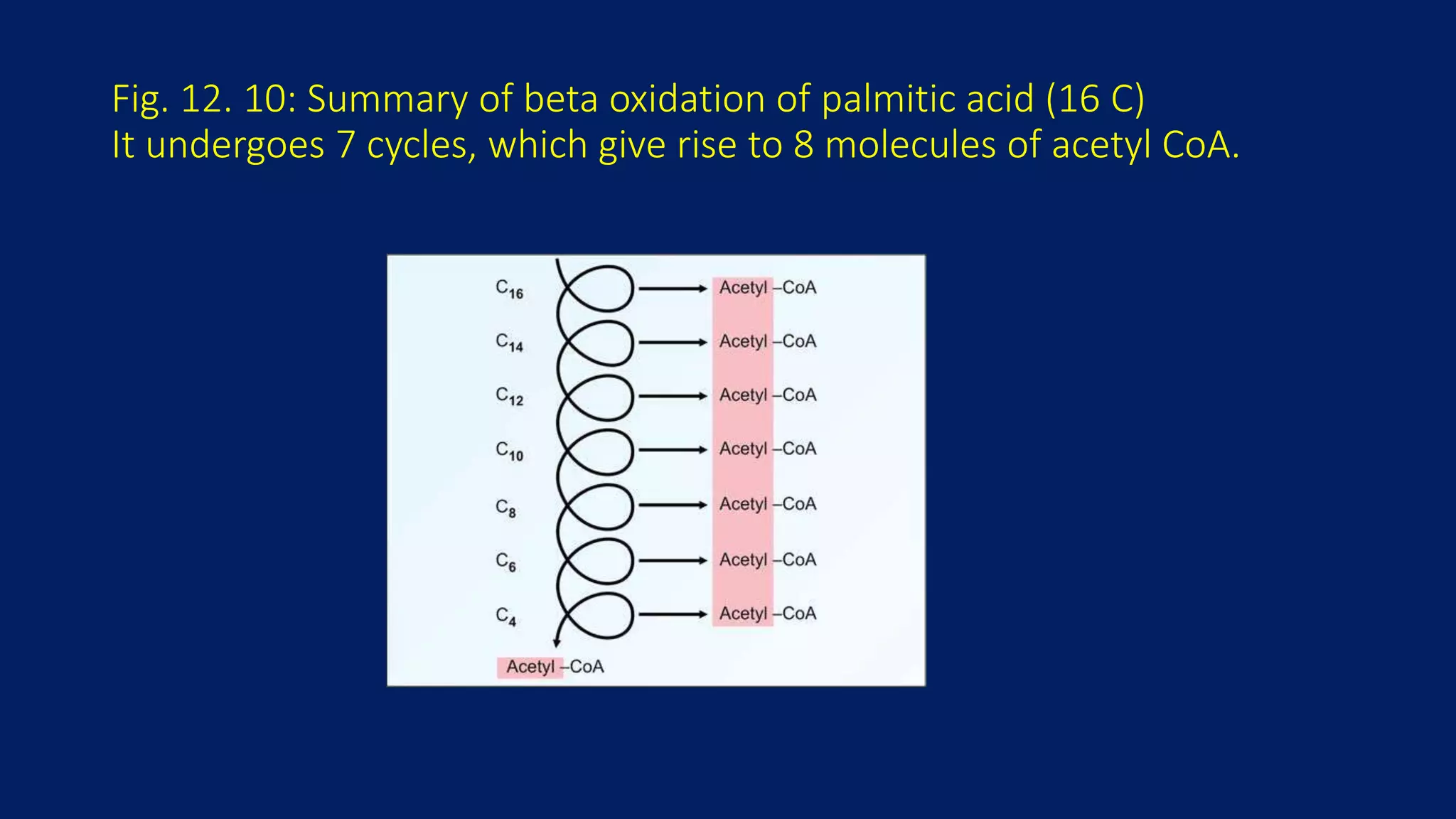 beta oxidation.pptx | Chemistry | Science