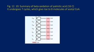 beta oxidation.pptx
