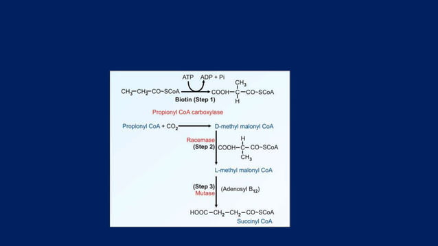 beta oxidation.pptx | Chemistry | Science
