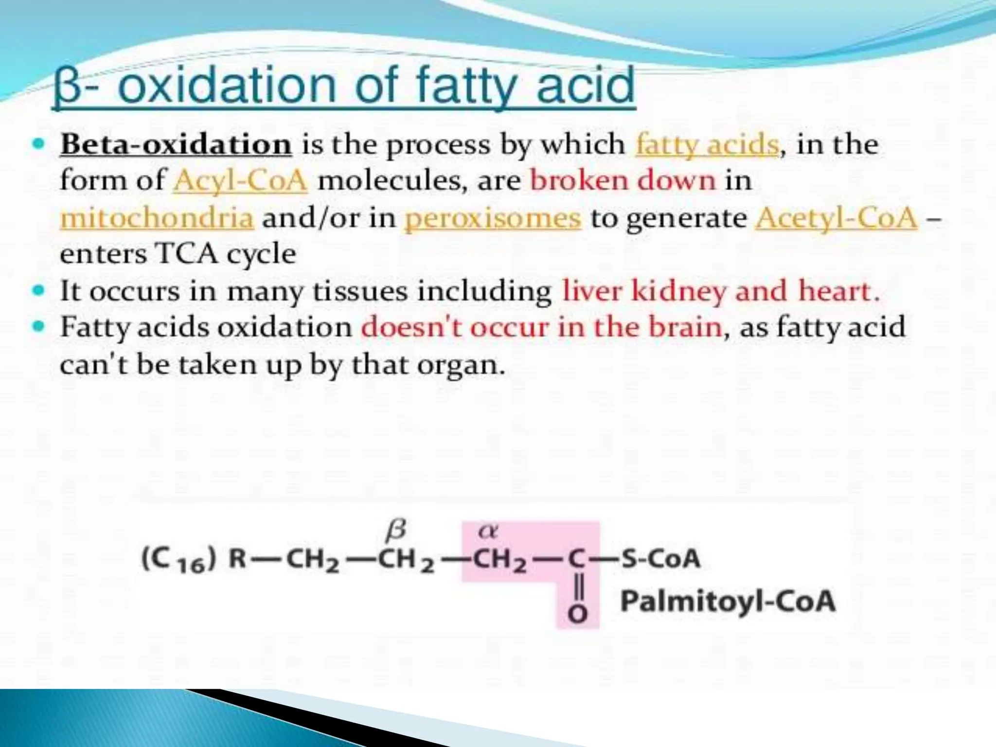 beta oxidation.pptx