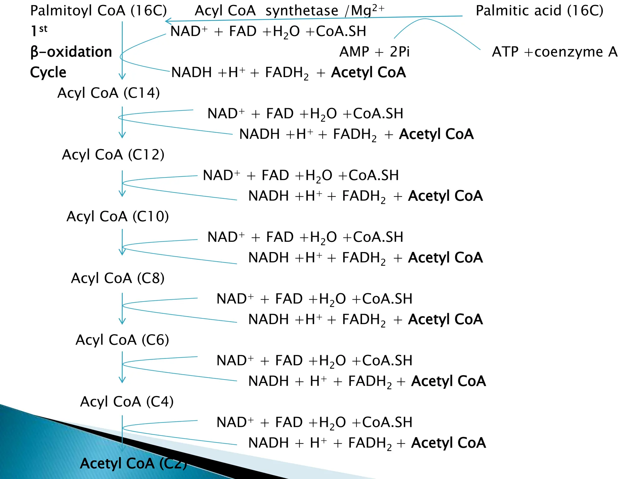 beta oxidation.pptx