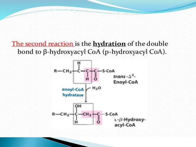 beta oxidation.pptx