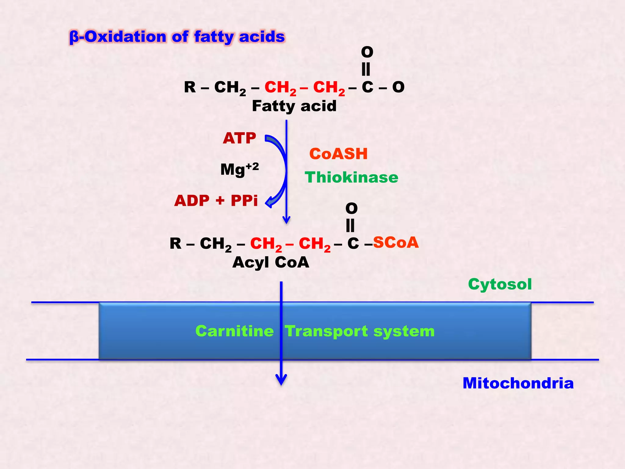 Beta oxidation210621.pptx