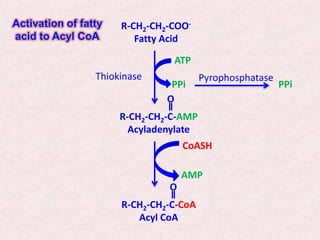 Beta oxidation210621.pptx | Chemistry | Science