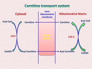 Carnitine Shuttle System