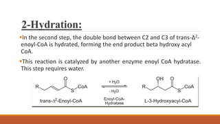 Beta oxidation and its bioenergetics. | PPTX