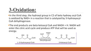 Beta oxidation and its bioenergetics. | PPTX