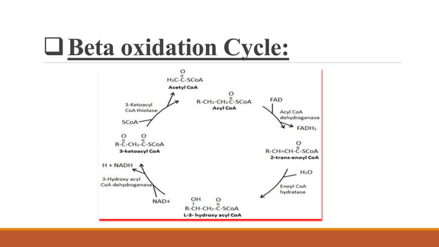 Beta oxidation and its bioenergetics. | PPTX | Chemistry | Science