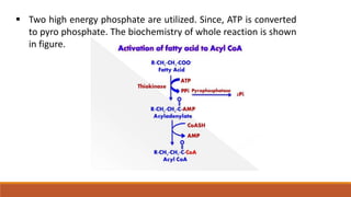 Beta oxidation and its bioenergetics. | PPTX
