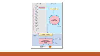 Beta oxidation and its bioenergetics. | PPTX