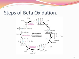 Beta Oxidation By Ali Afzal.pptx