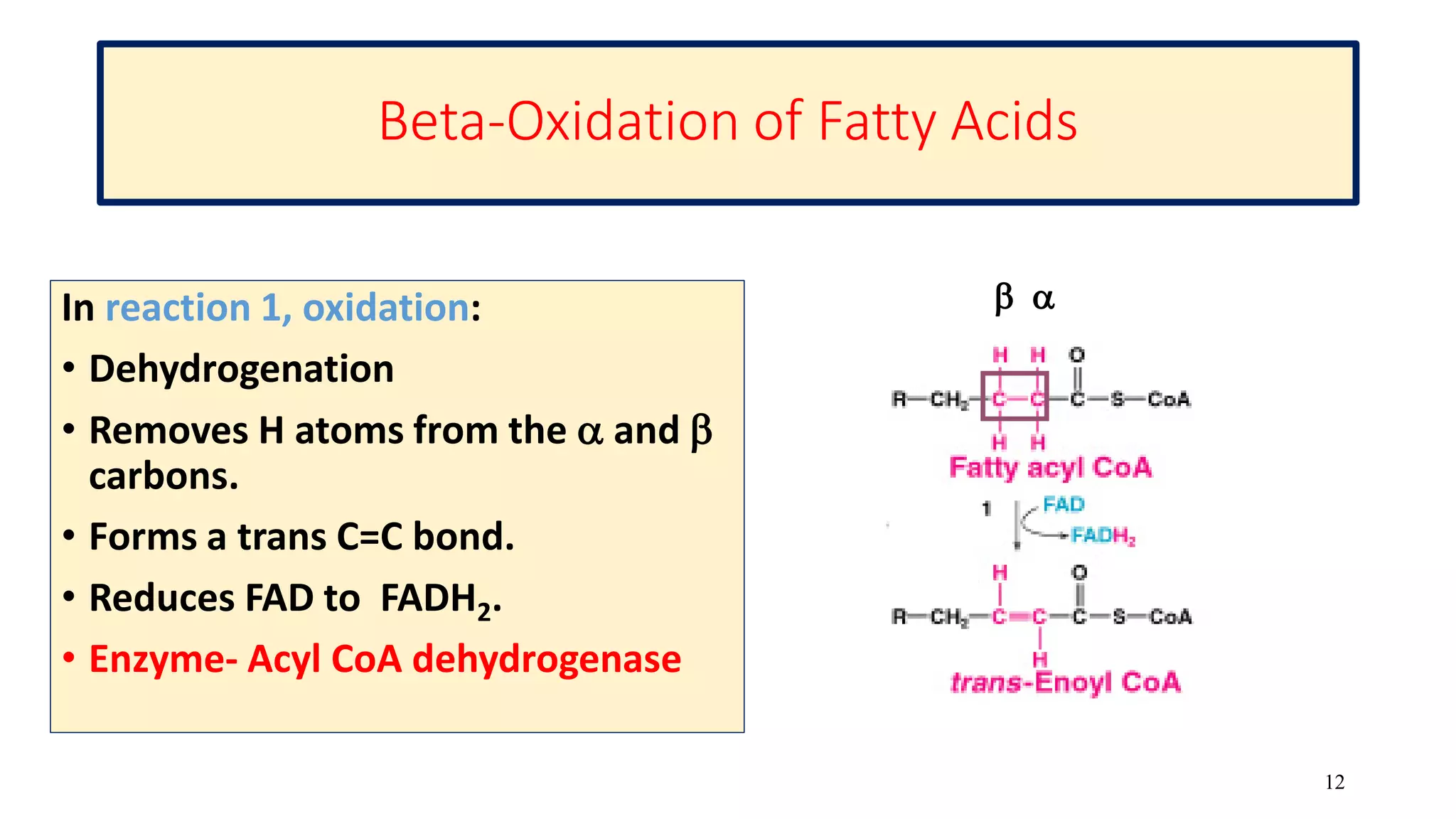 Beta oxidation | PDF