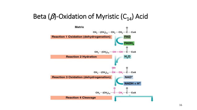 Beta oxidation | PPT
