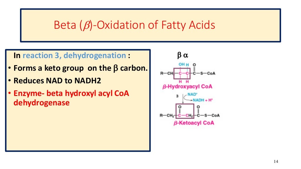 Beta oxidation