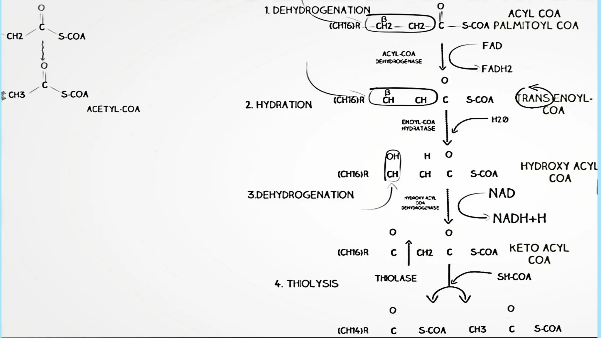 fatty acid beta oxidation biochemistry for BSC students | PPTX