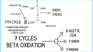 fatty acid beta oxidation biochemistry for BSC students | PPTX