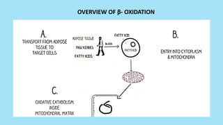 fatty acid beta oxidation biochemistry for BSC students | PPTX
