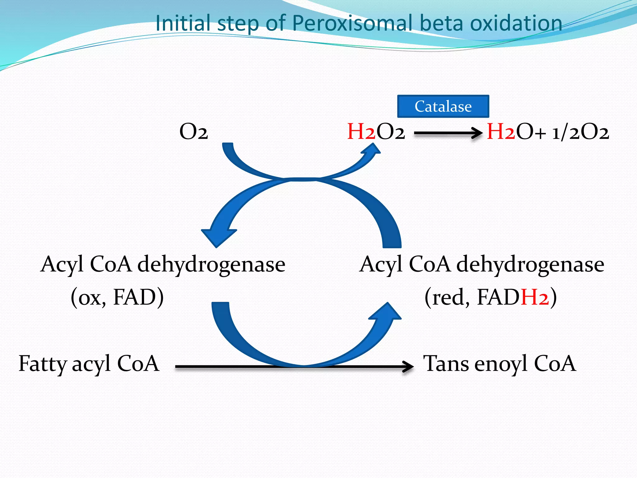 Fatty acid oxidation ( Beta , Alpha omega and peroxisomal) | PPTX