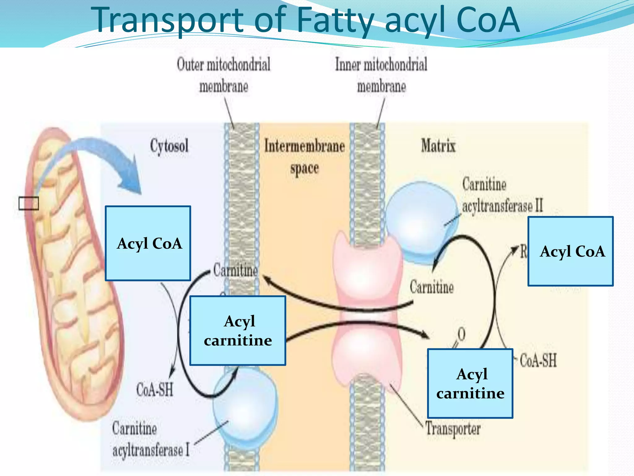 Fatty acid oxidation ( Beta , Alpha omega and peroxisomal) | PPTX