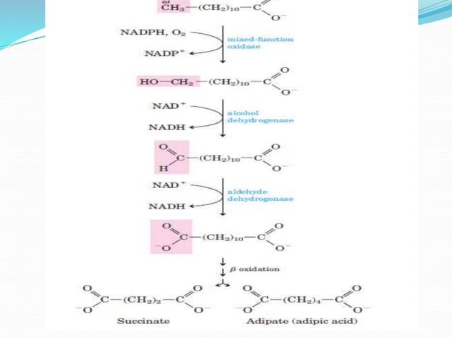 Fatty acid oxidation ( Beta , Alpha omega and peroxisomal) | PPTX