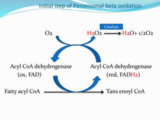 Fatty acid oxidation ( Beta , Alpha omega and peroxisomal) | PPTX