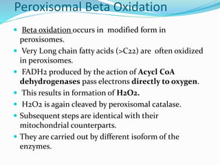 Beta Oxidation Peroxisome