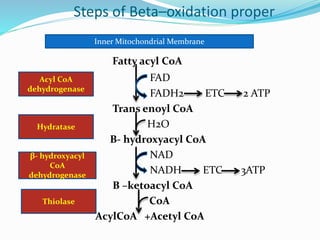 Beta Oxidation Peroxisome